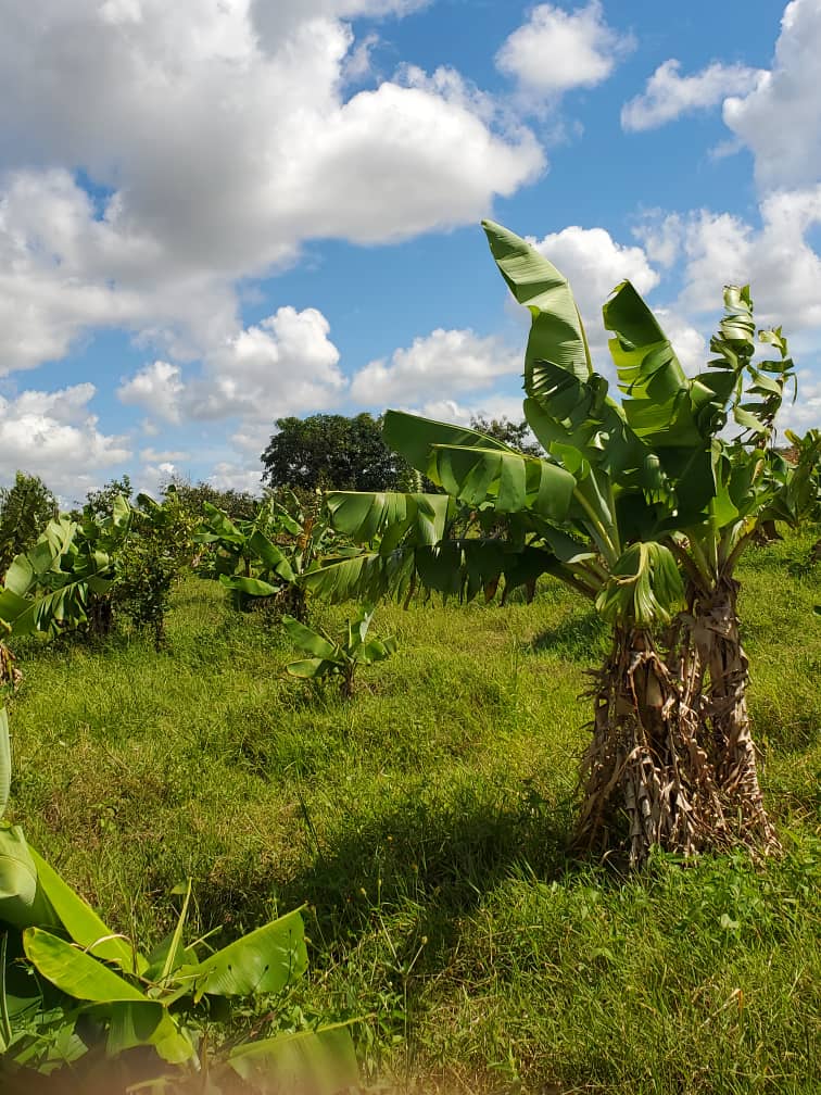 DMT Acres - Sustainable Farming in Malawi